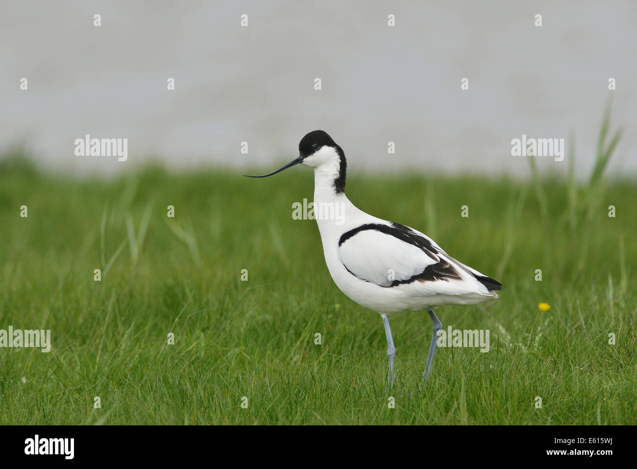 Avocet (Recurvirostra avosetta), Texel, province of North Holland, The ...