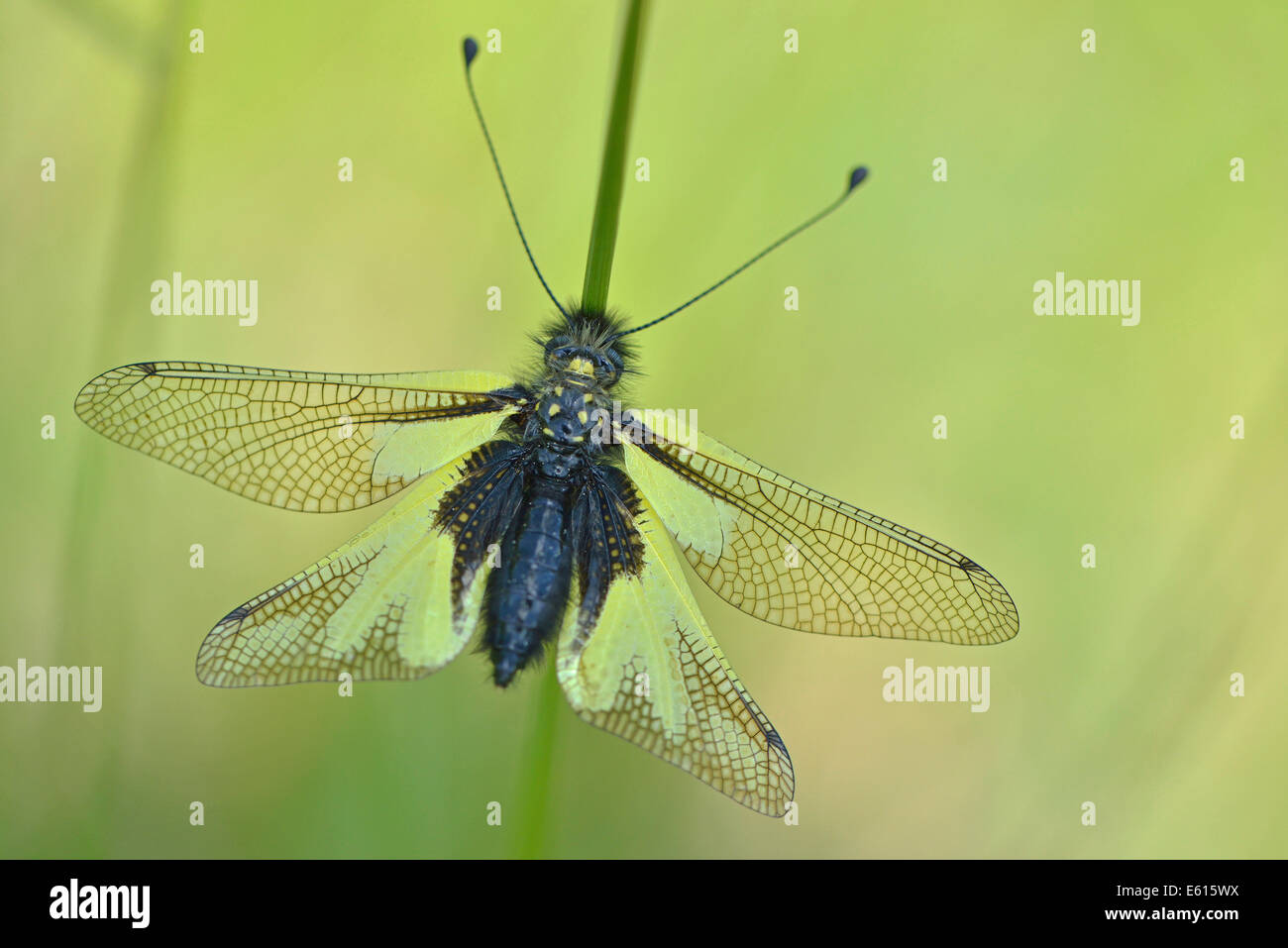 Neuropterans High Resolution Stock Photography and Images - Alamy