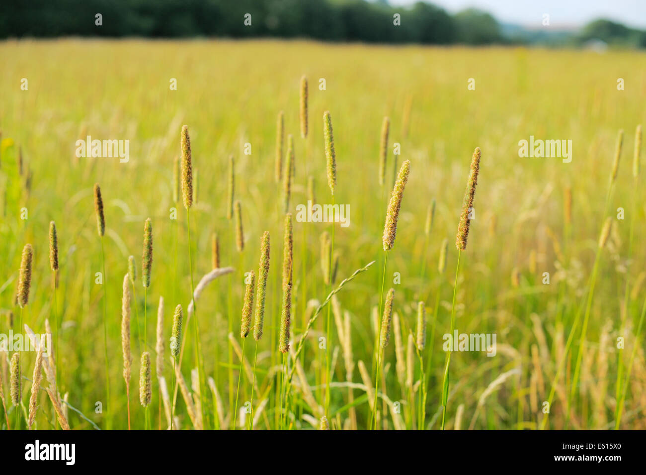 Timothy grass hi-res stock photography and images - Alamy