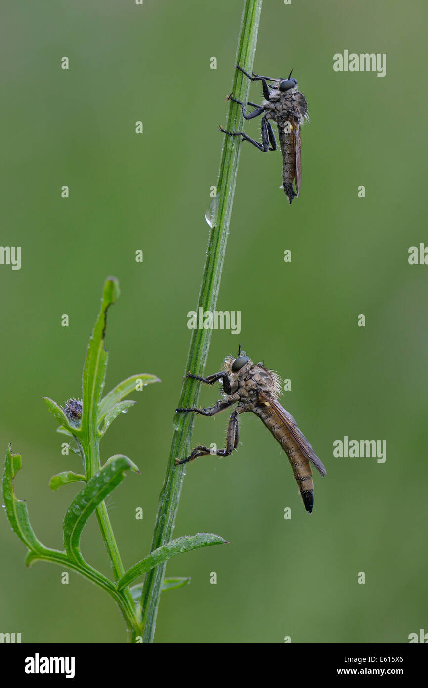 Robber Flies (Eutolmus rufibarbis) and (Neomochtherus geniculatus ...