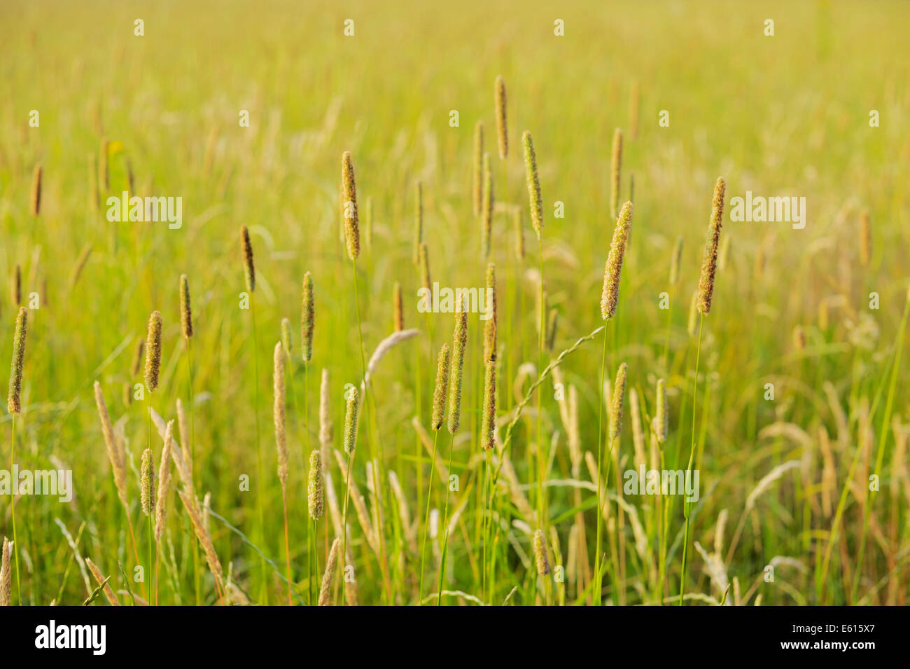 Phleum pratense, Timothy grass flowerheads in an agricultural meadow ...