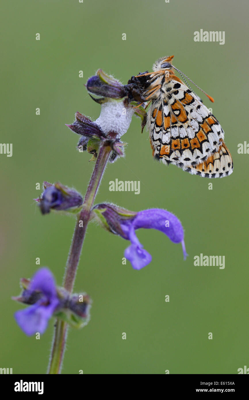 Spotted Fritillary or Red-band Fritillary (Melitaea didyma), Baden ...