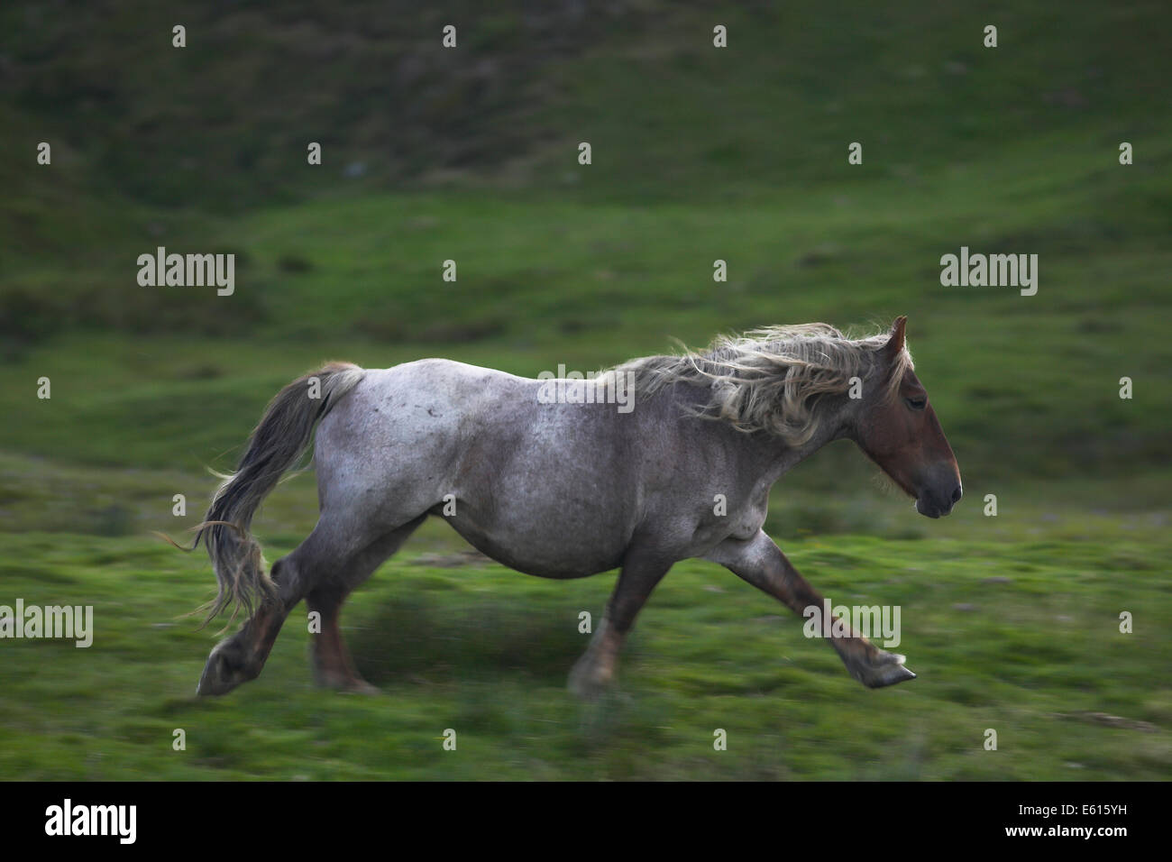 Mammals of the pyrenees hi-res stock photography and images - Alamy
