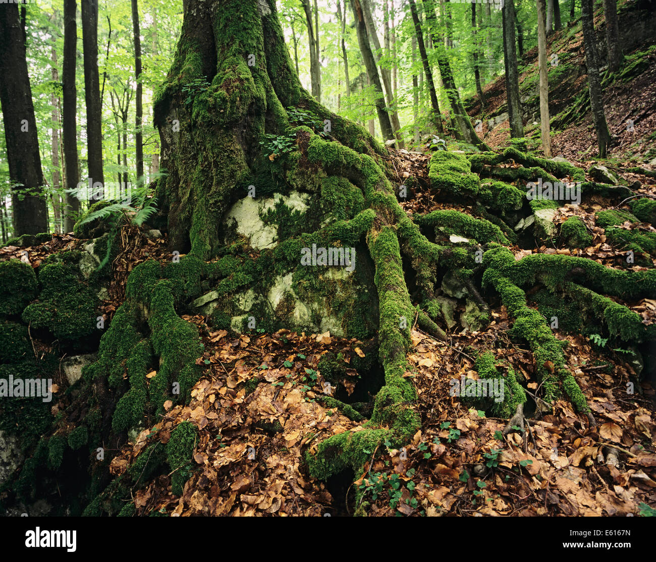 Exposed tree roots hi-res stock photography and images - Alamy