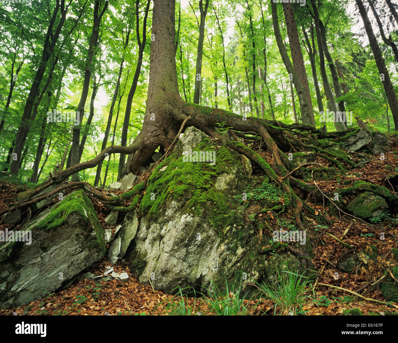Exposed tree roots hi-res stock photography and images - Alamy