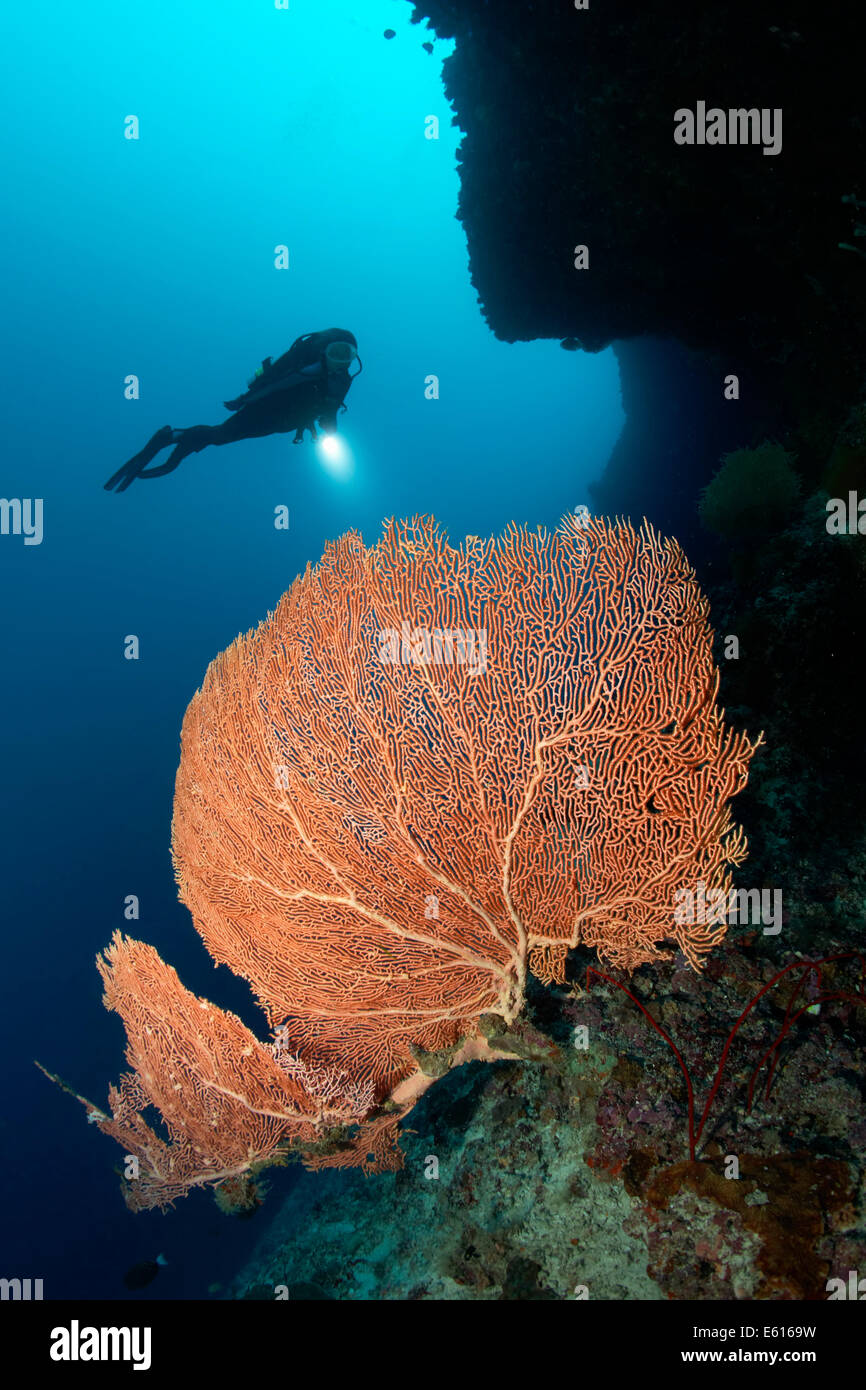 Gorgonia reticulata hi-res stock photography and images - Alamy