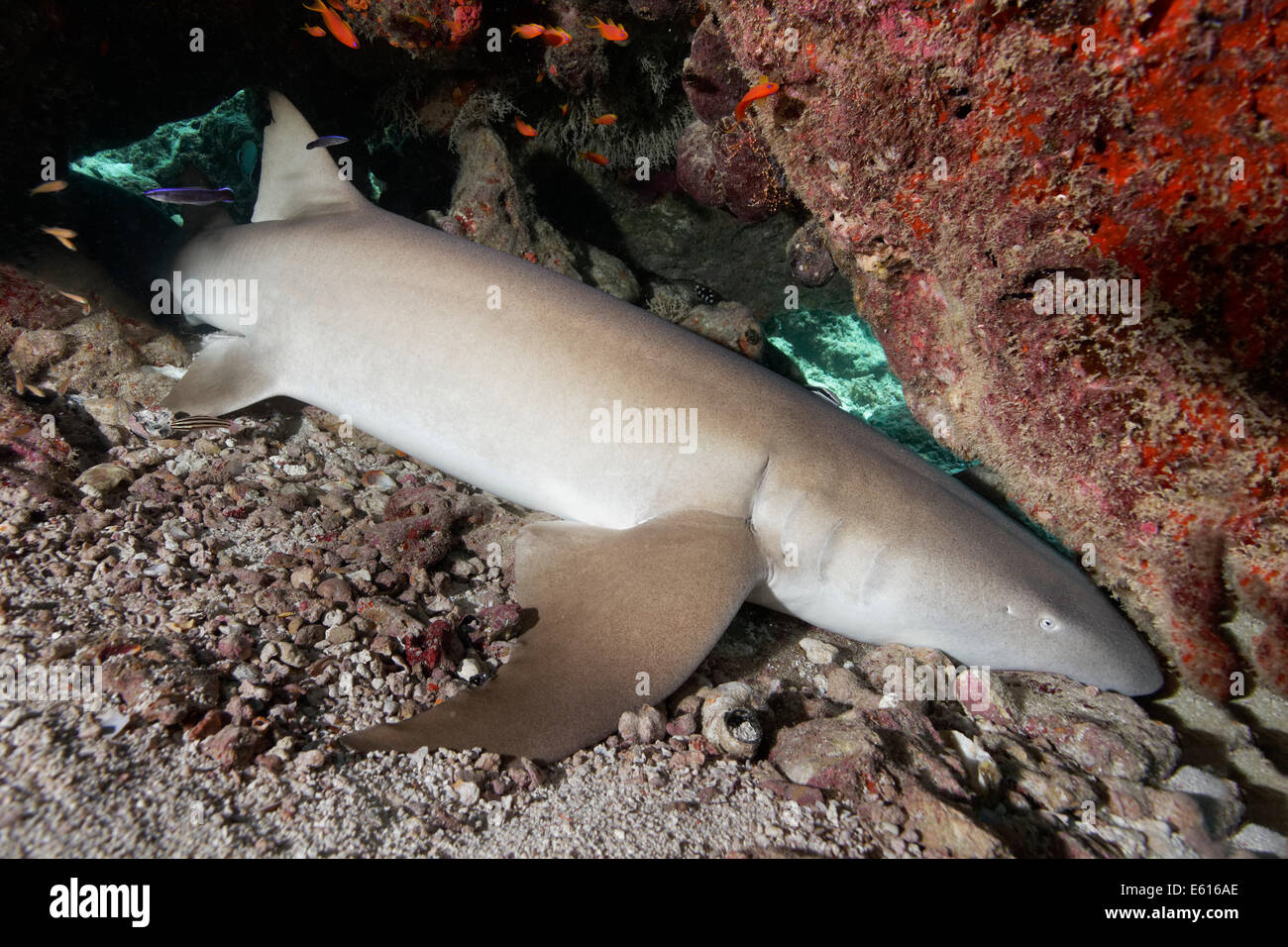 Tawny Nurse Shark (Nebrius ferrugineus), asleep, hiding under coral ...