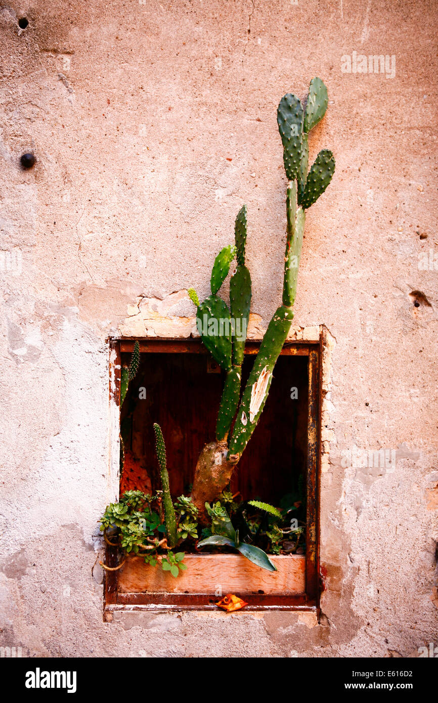 Cactus growing at a wall Stock Photo - Alamy