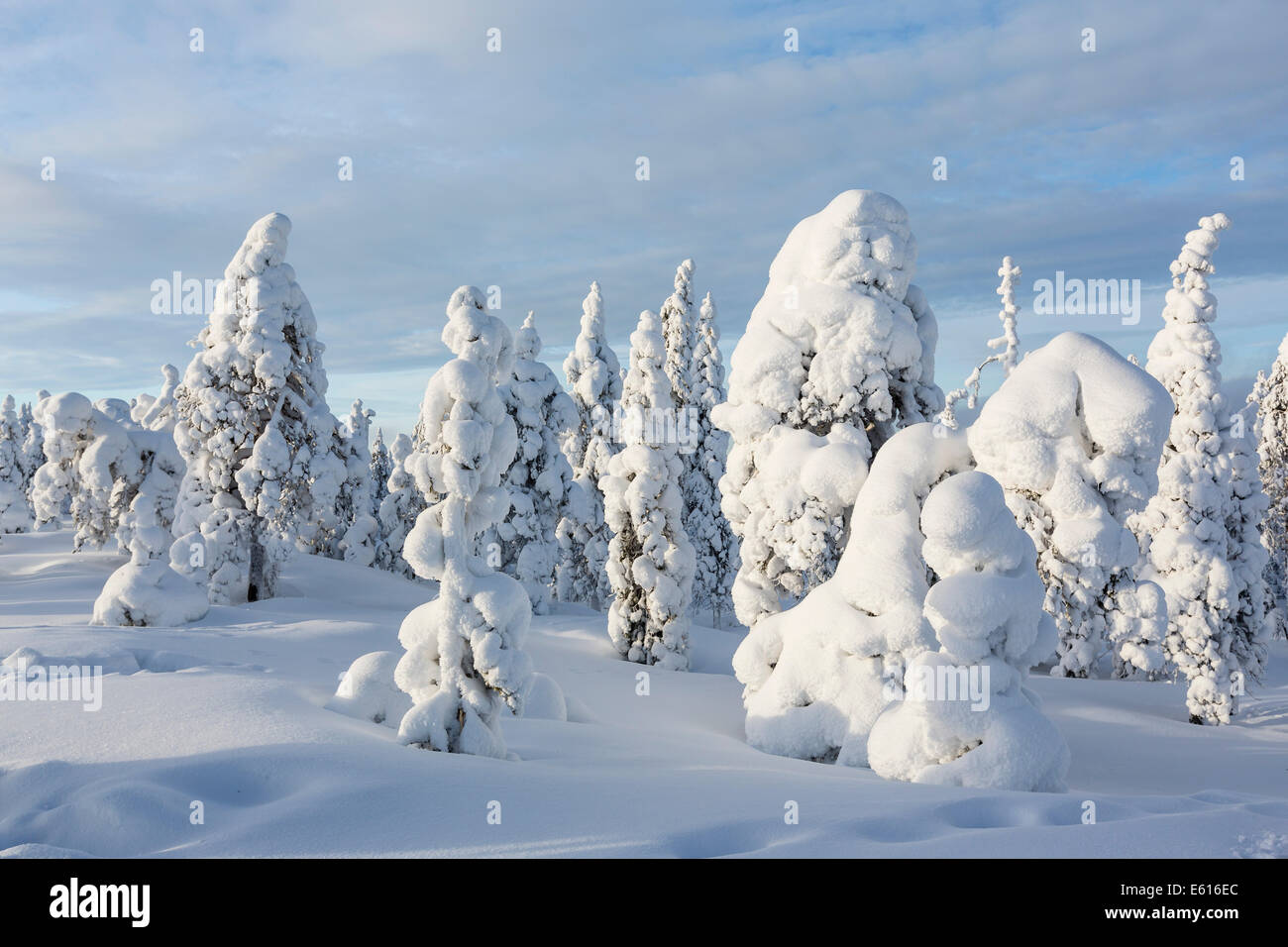 Enchanted winter forest hi-res stock photography and images - Alamy