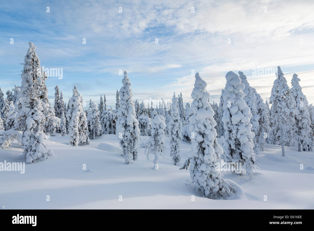 Enchanted forest landscapes hi-res stock photography and images - Alamy