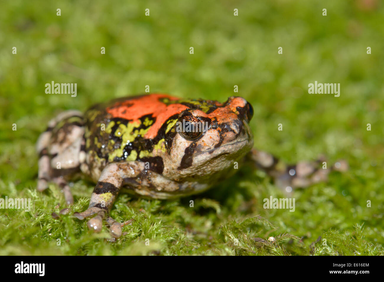 Gottlebe's Narrow-mouthed Frog (Scaphiophryne gottlebei), Isalo ...