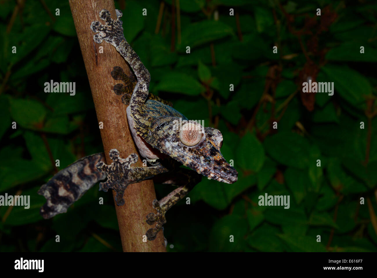 Leaf Tailed Gecko With Flying Fox Wings