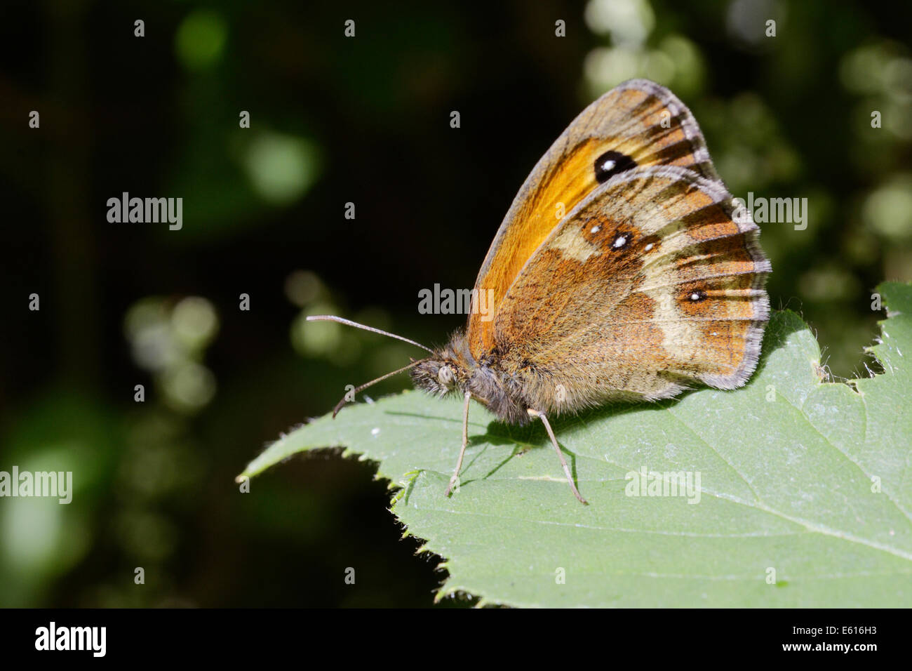 Gatekeeper Butterfly Uk High Resolution Stock Photography and Images ...