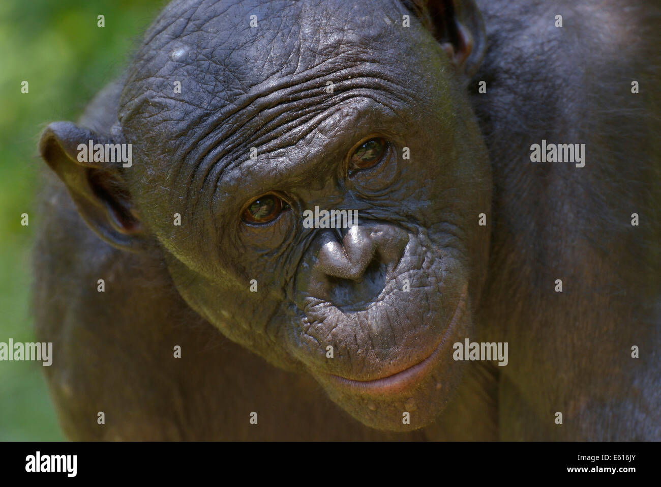 Bonobo (Pan paniscus), portrait, Lola ya Bonobo Sanctuary, Kimwenza ...