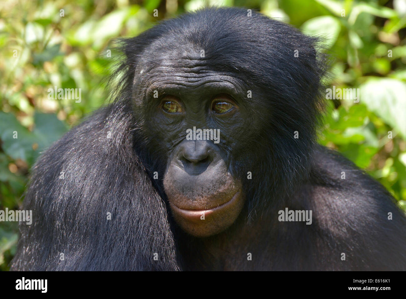 Bonobo (Pan paniscus), portrait, Lola ya Bonobo Sanctuary, Kimwenza ...