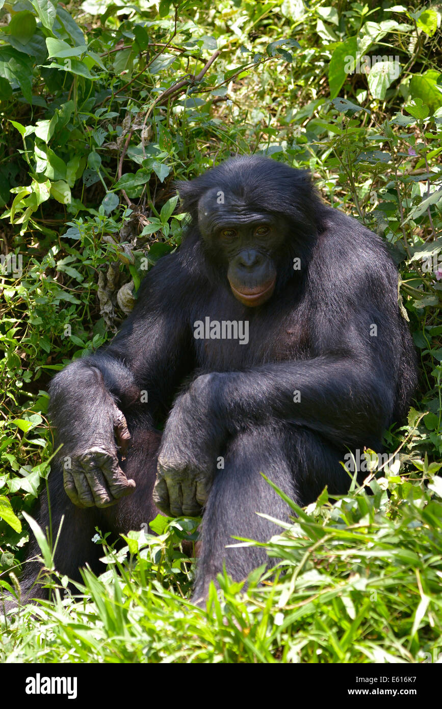 Bonobo (Pan paniscus), Lola ya Bonobo Sanctuary, Kimwenza, Mont Ngafula ...