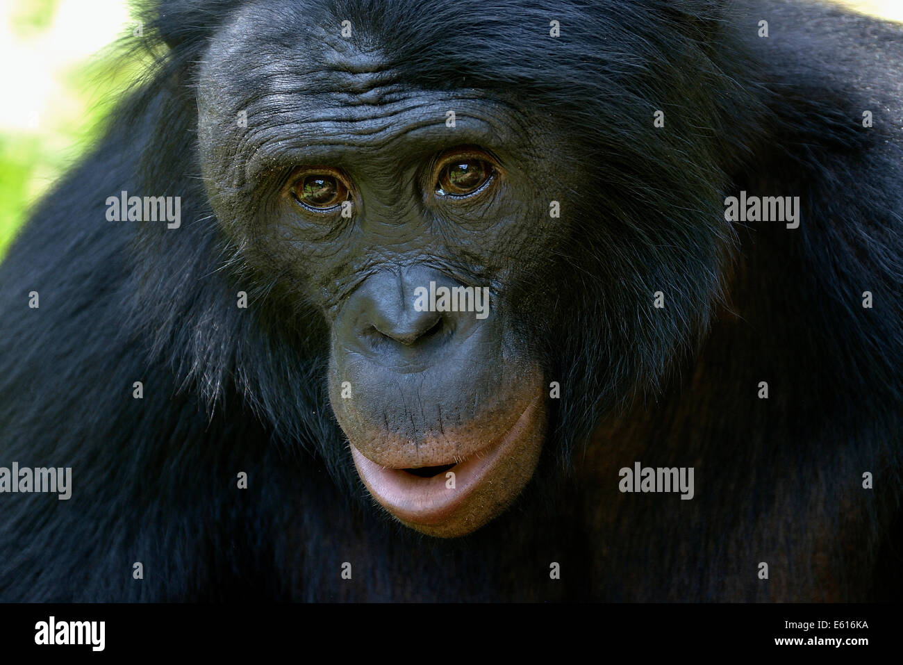 Bonobo (Pan paniscus), portrait, Lola ya Bonobo Sanctuary, Kimwenza ...
