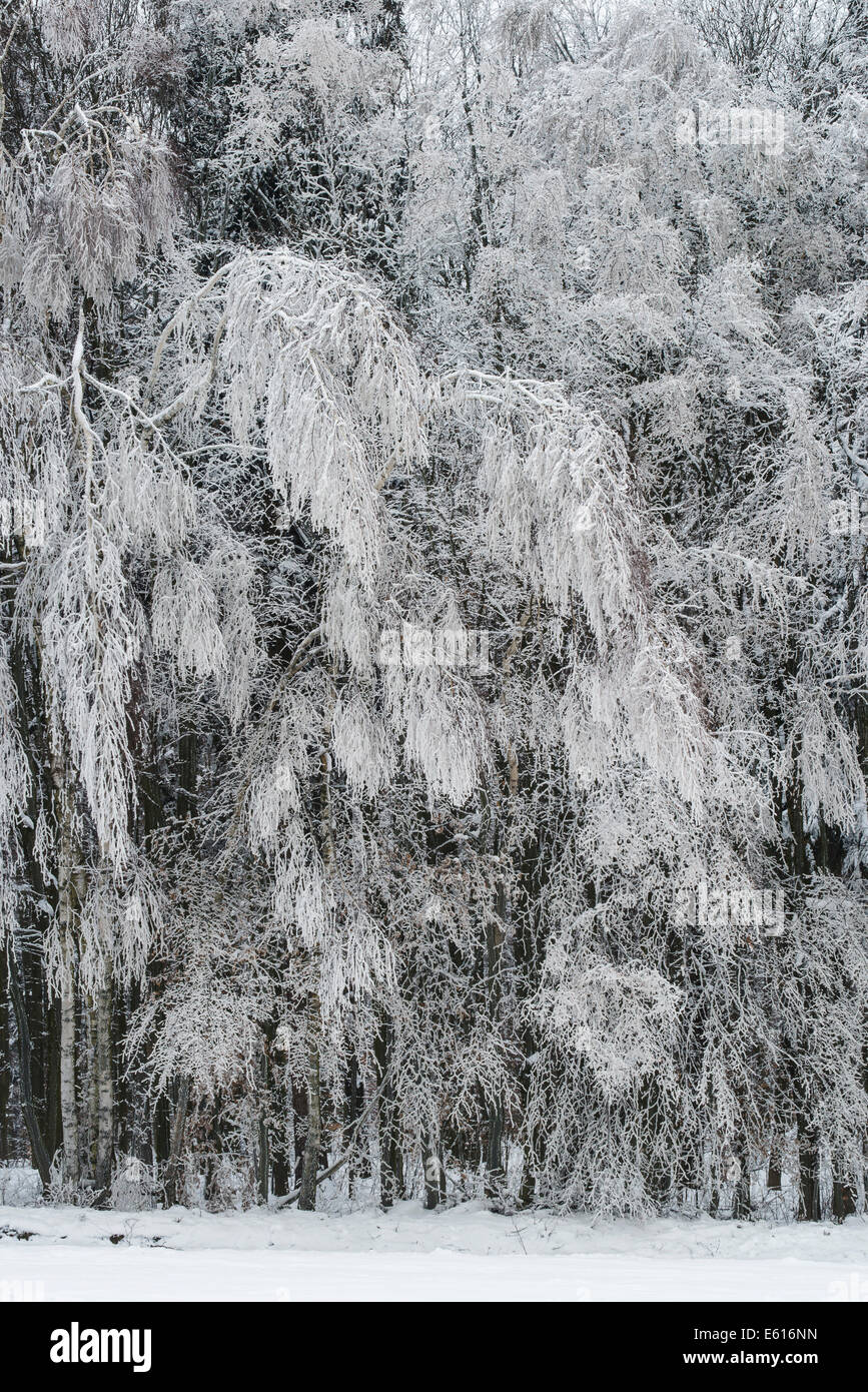 Winter forest, Thaya Valley National Park, Lower Austria, Austria Stock ...