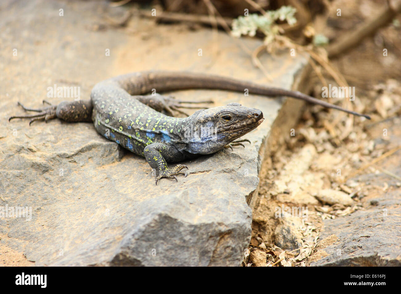 Tenerife Lizard (Gallotia galloti), endemic, Tenerife, Canary Islands ...