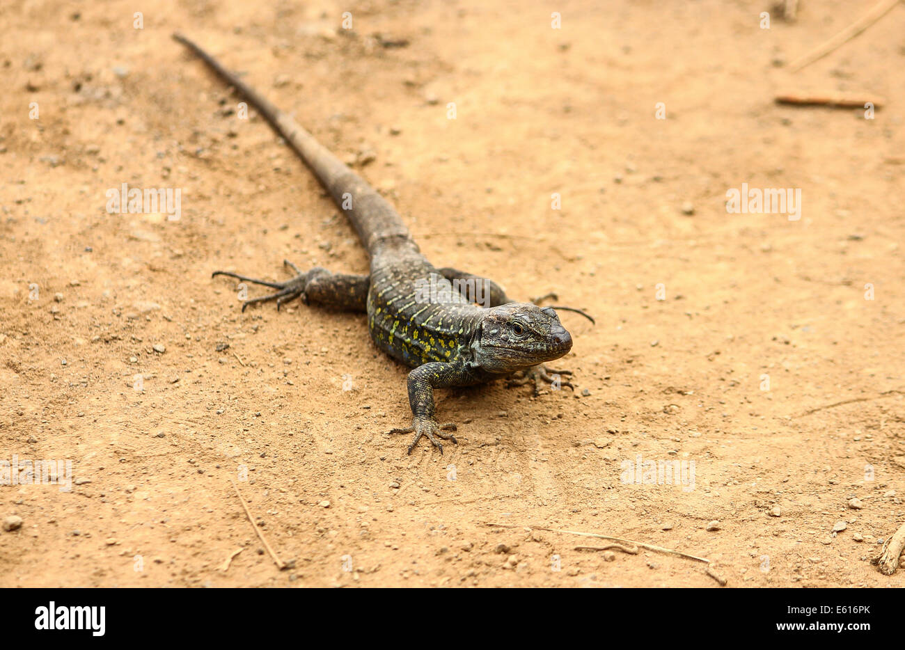 Tenerife Lizard (Gallotia galloti), endemic, Tenerife, Canary Islands ...
