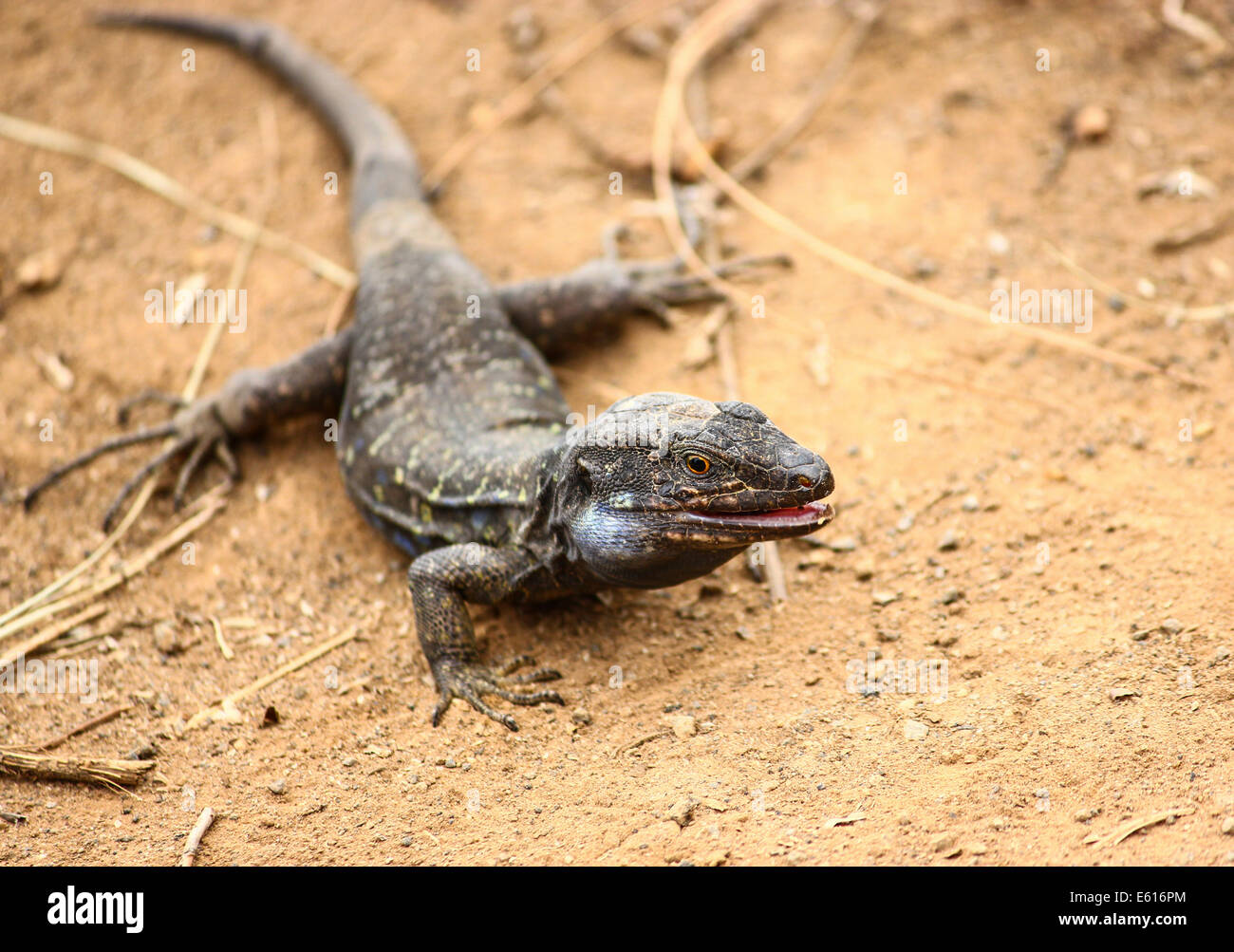 Tenerife Lizard (Gallotia galloti), endemic, Tenerife, Canary Islands ...