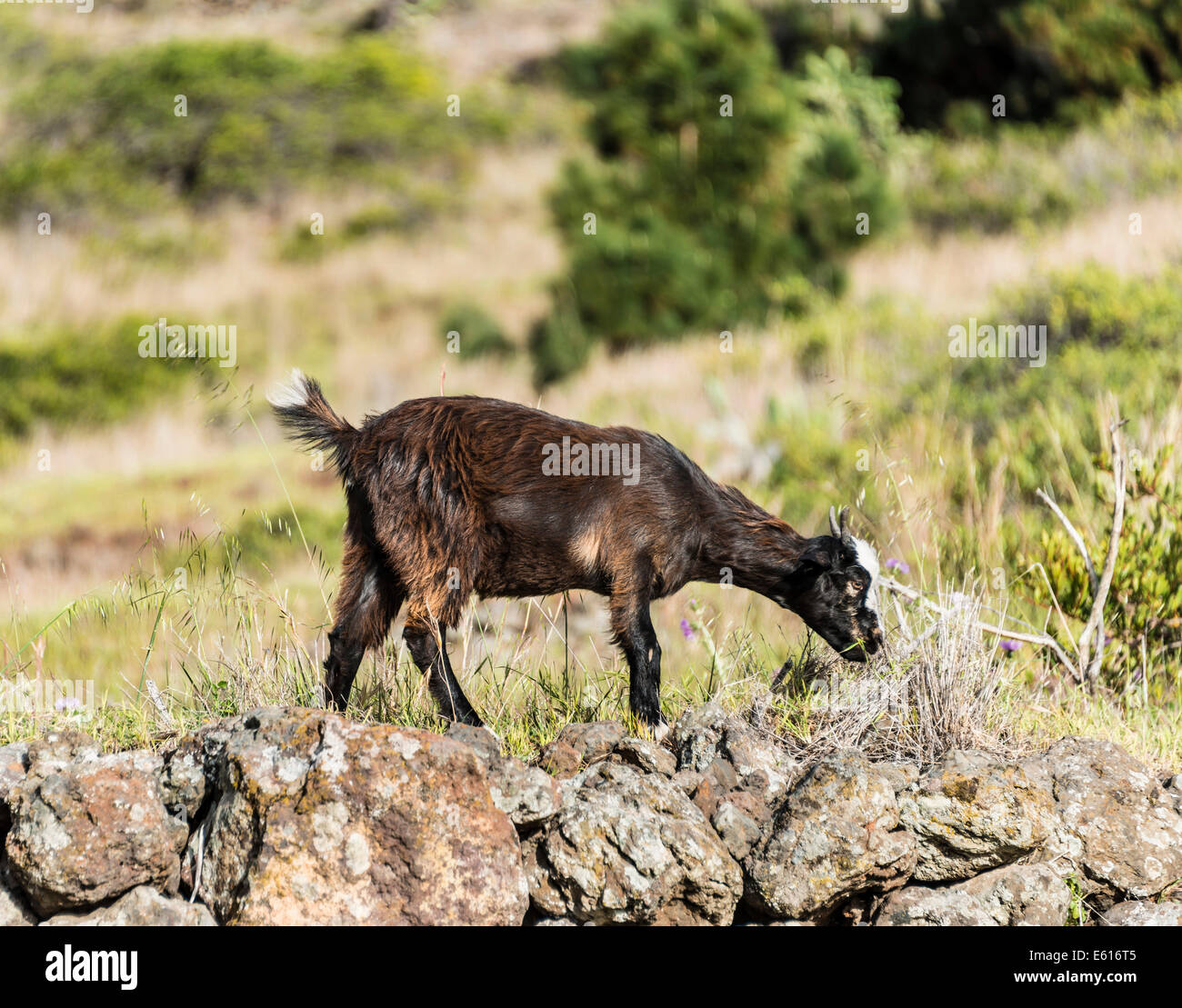 Canary islands goat hi-res stock photography and images - Alamy