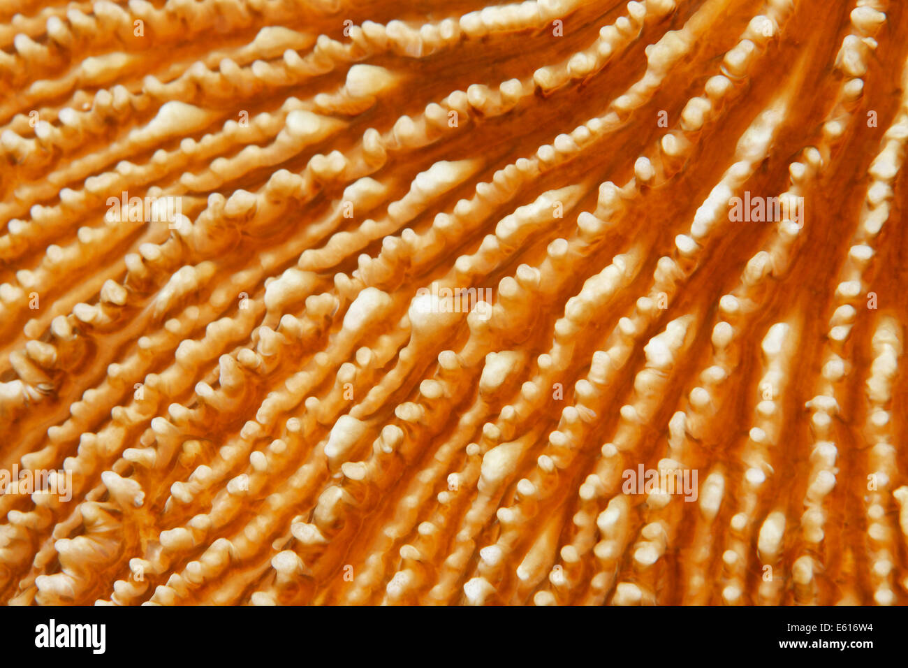 Mushroom coral (Fungiidae), detail, Makadi Bay, Red Sea, Hurghada ...