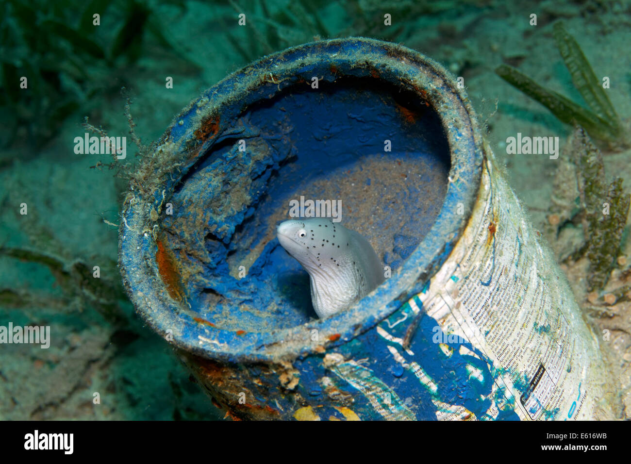 Geometric moray (Gymnothorax griseus) in paint pot, environmental sin ...