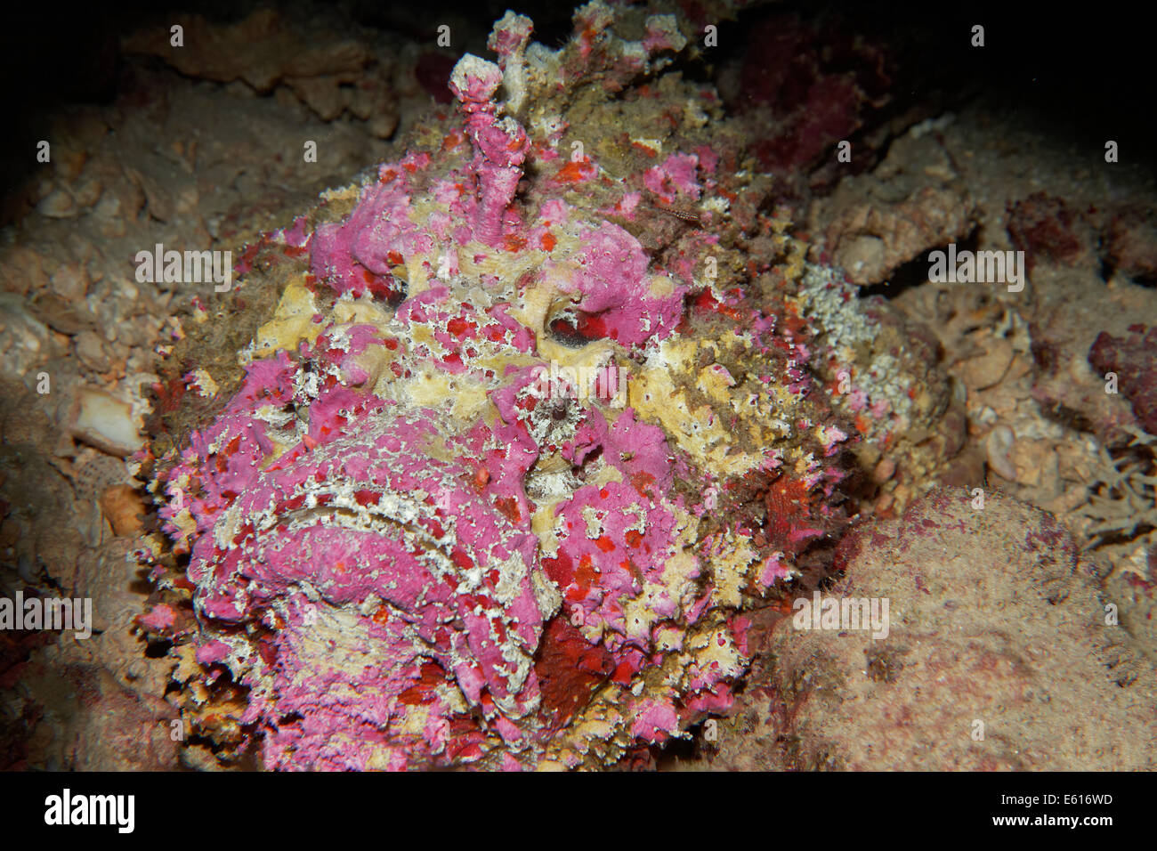 Reef stonefish hi-res stock photography and images - Alamy