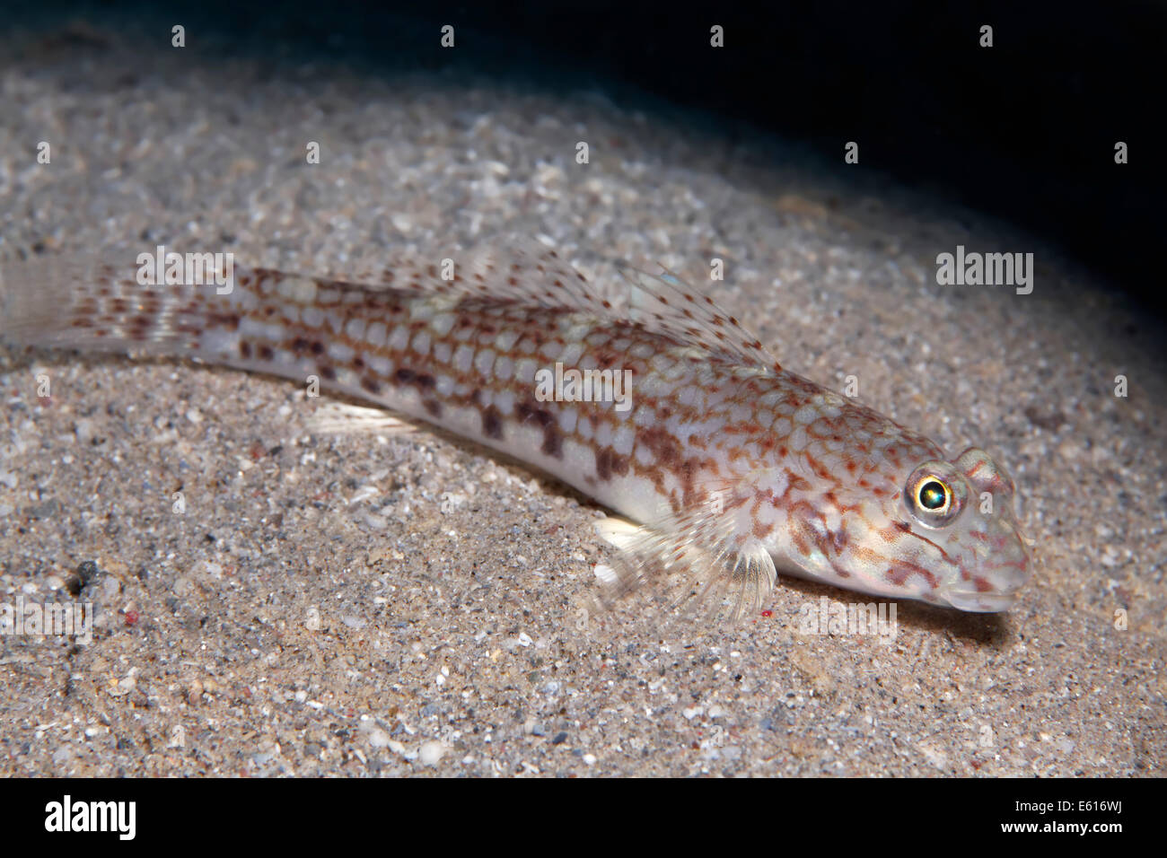 Decor goby (Istigobius decoratus) on sandy bottom, Makadi Bay, Red Sea ...
