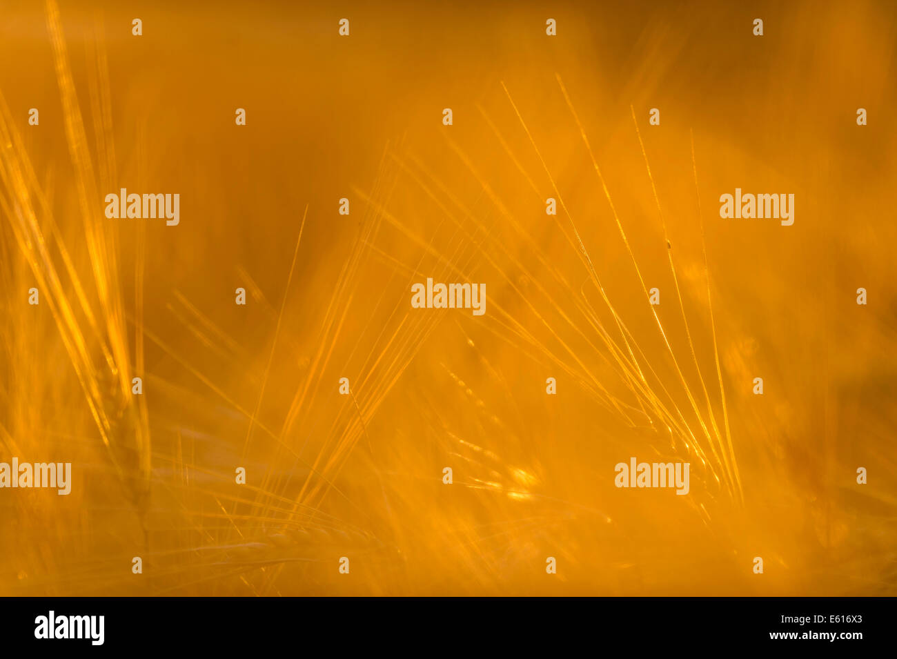 Agriculture farming barley ear hi-res stock photography and images - Alamy