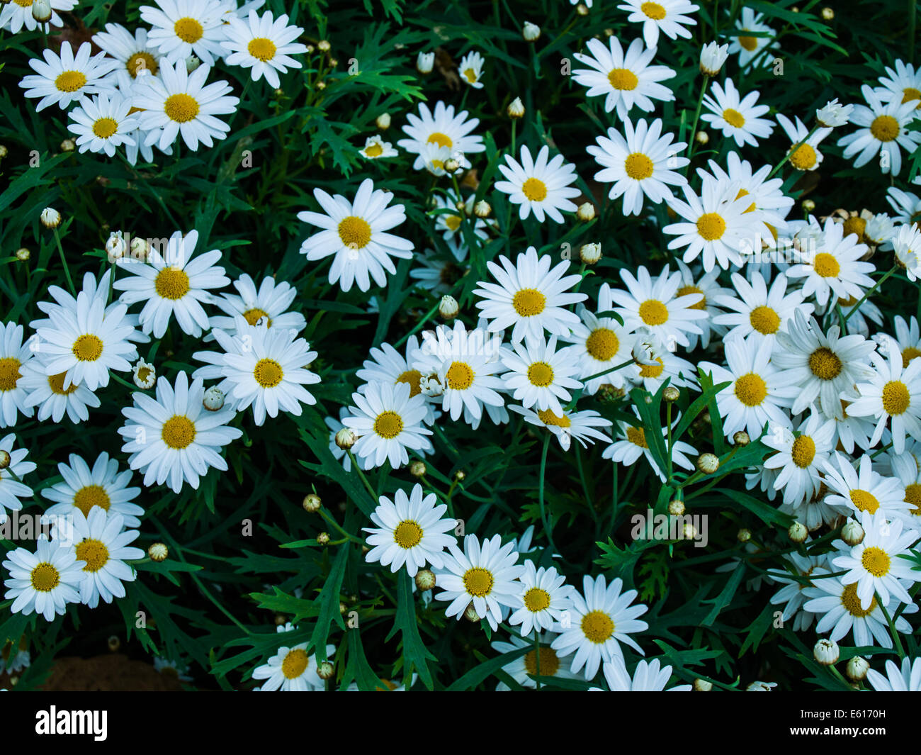 white cosmos flowers in nature Stock Photo - Alamy