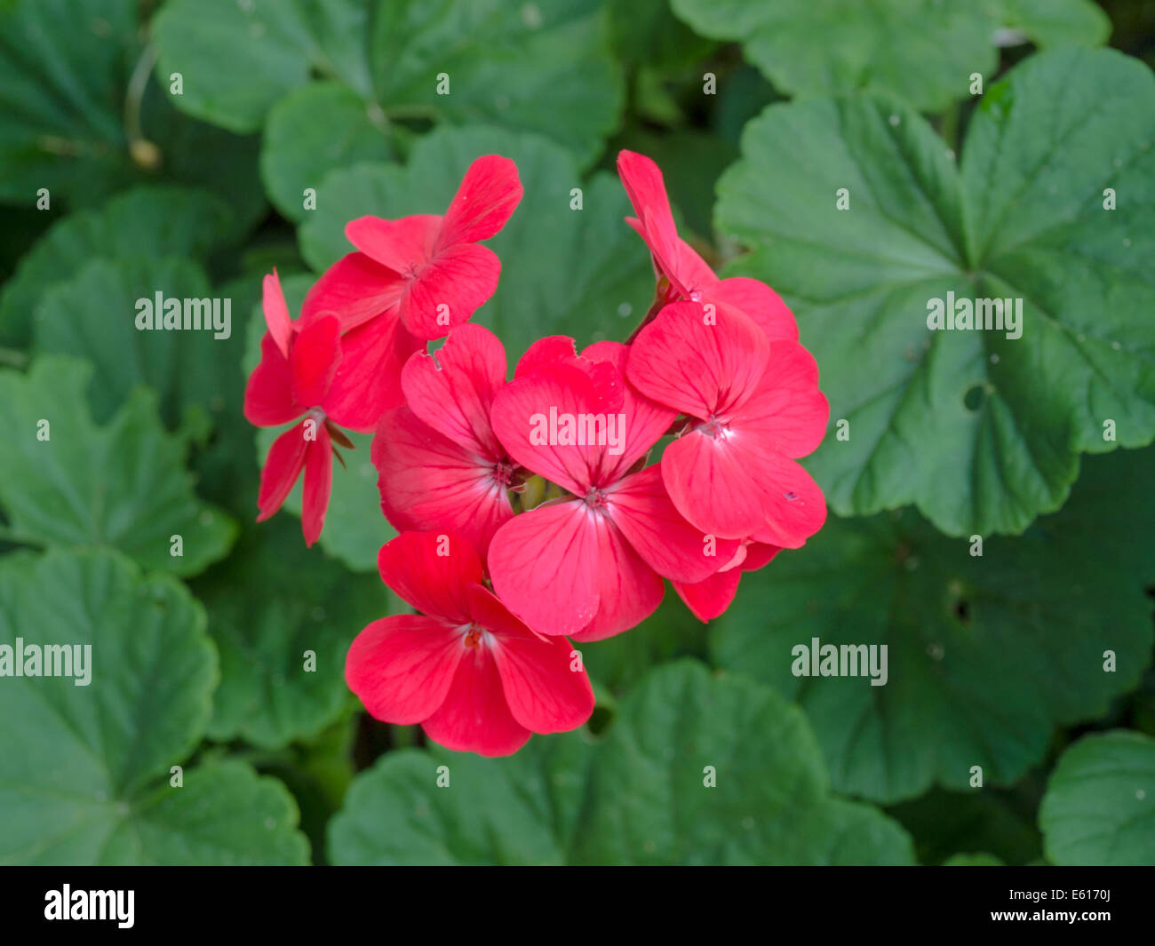red geranium flower in nature Stock Photo - Alamy