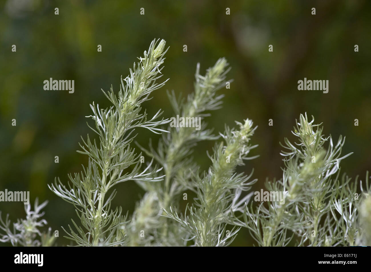 Artemisia austriaca hi-res stock photography and images - Alamy