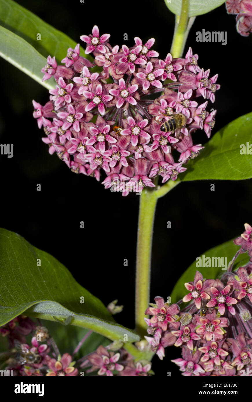 Common milkweed butterfly flower hi-res stock photography and images ...