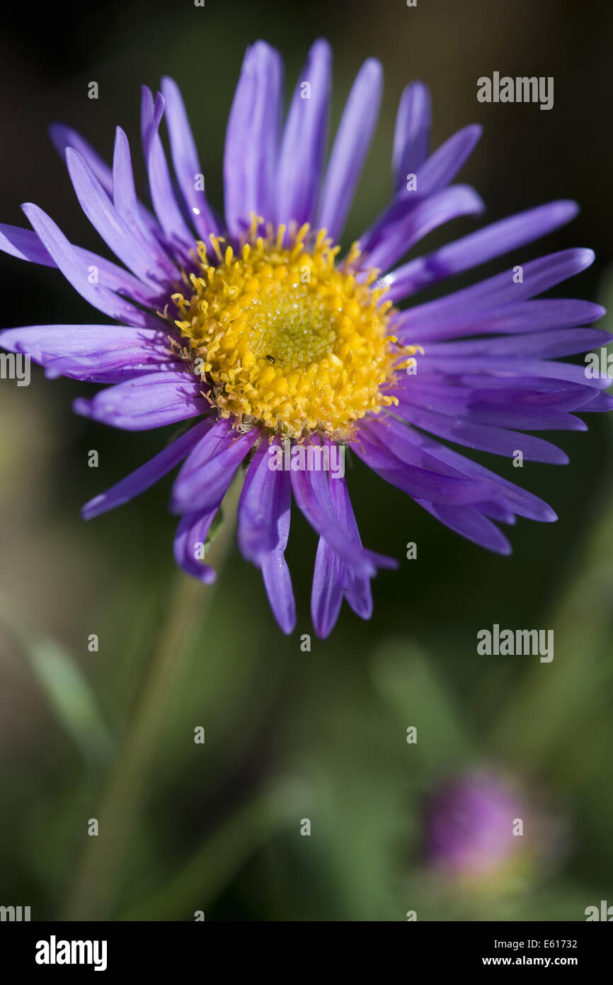 alpine aster, aster alpinus Stock Photo - Alamy