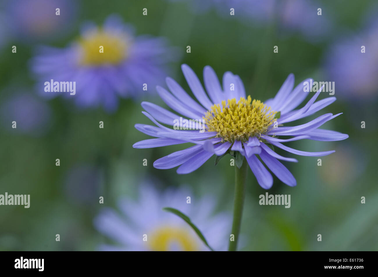 alpine aster, aster alpinus Stock Photo - Alamy
