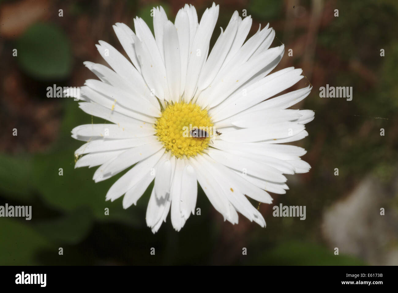 White false aster hi-res stock photography and images - Alamy