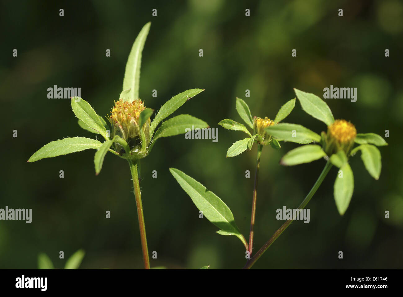 Tick weed hi-res stock photography and images - Alamy