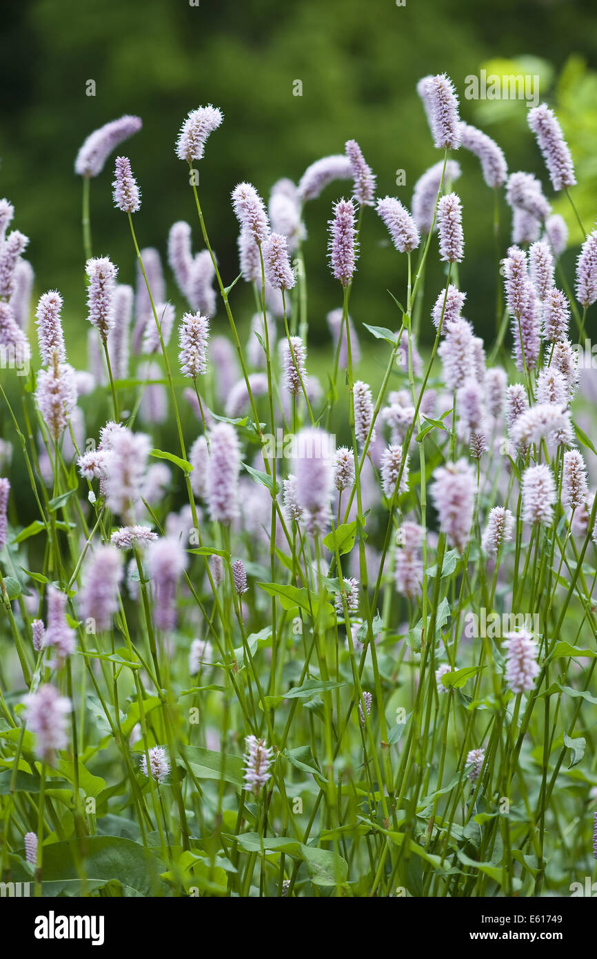 Bistorta bistorta officinalis hi-res stock photography and images - Alamy