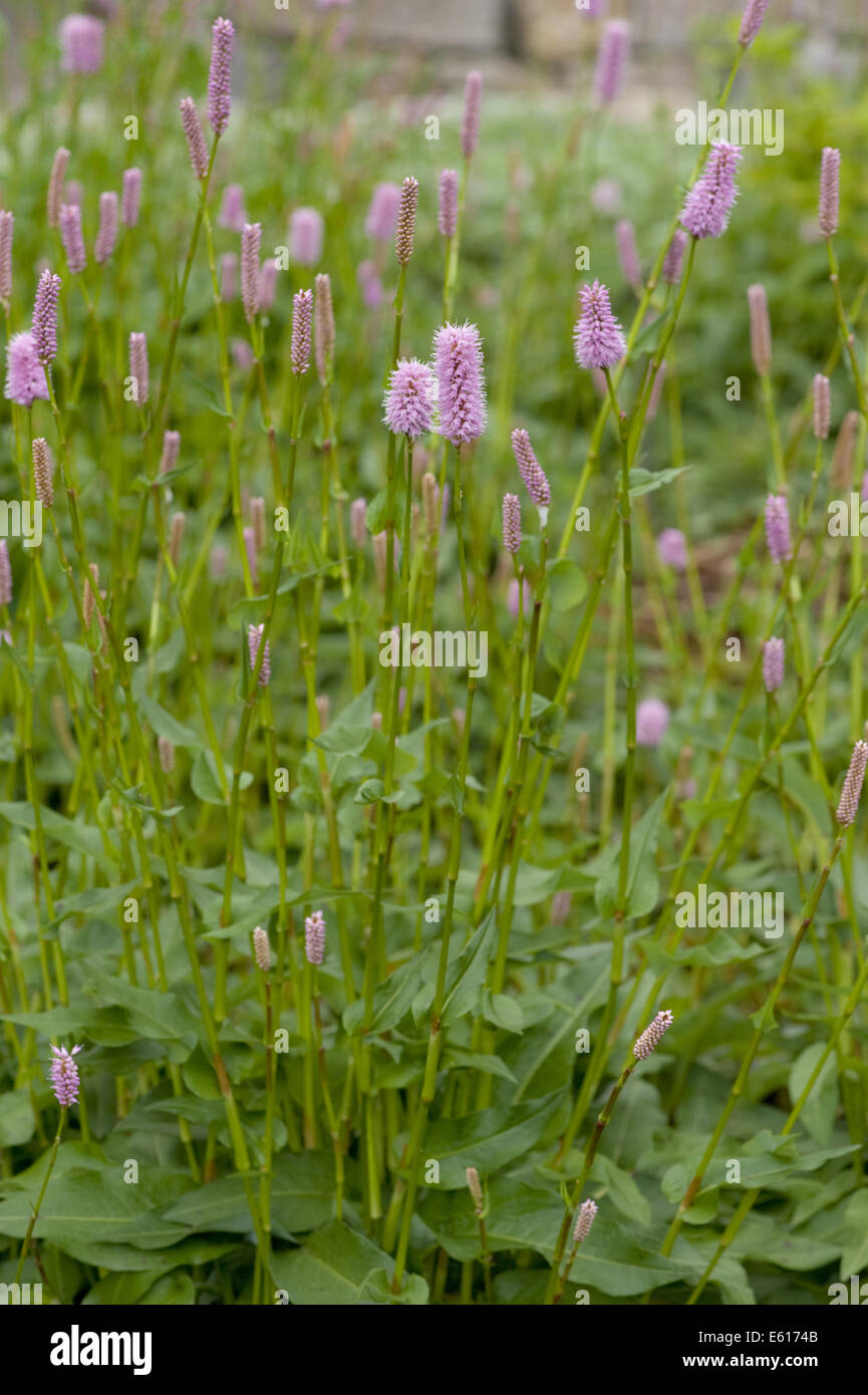 Botany polygonaceae bistort hi-res stock photography and images - Alamy