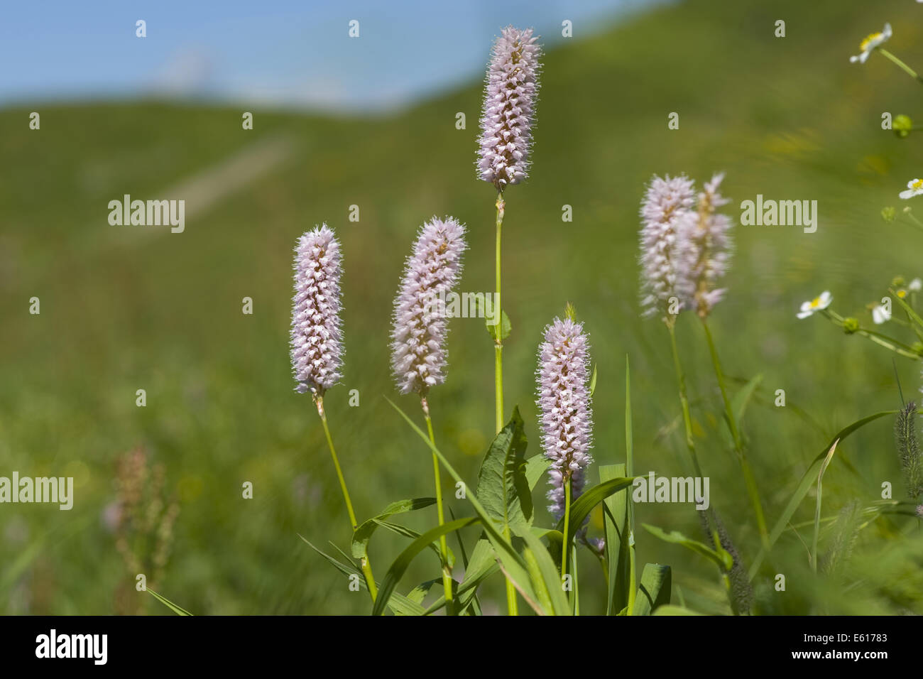 bistort, bistorta officinalis Stock Photo - Alamy