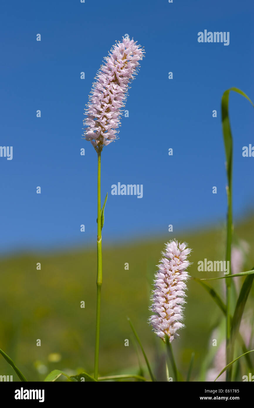 Bistorta officinalis hi-res stock photography and images - Alamy