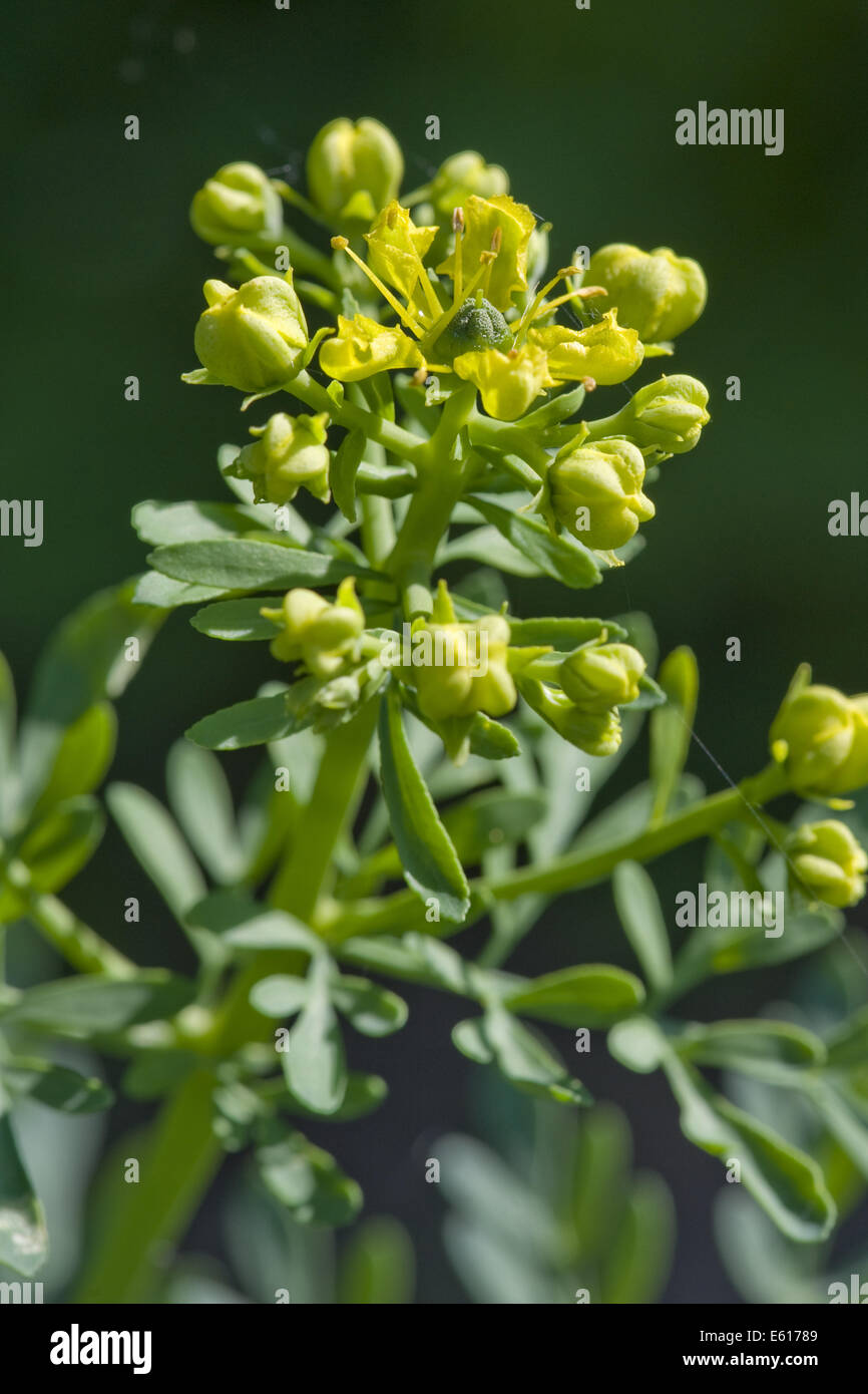 common rue, ruta graveolens Stock Photo - Alamy