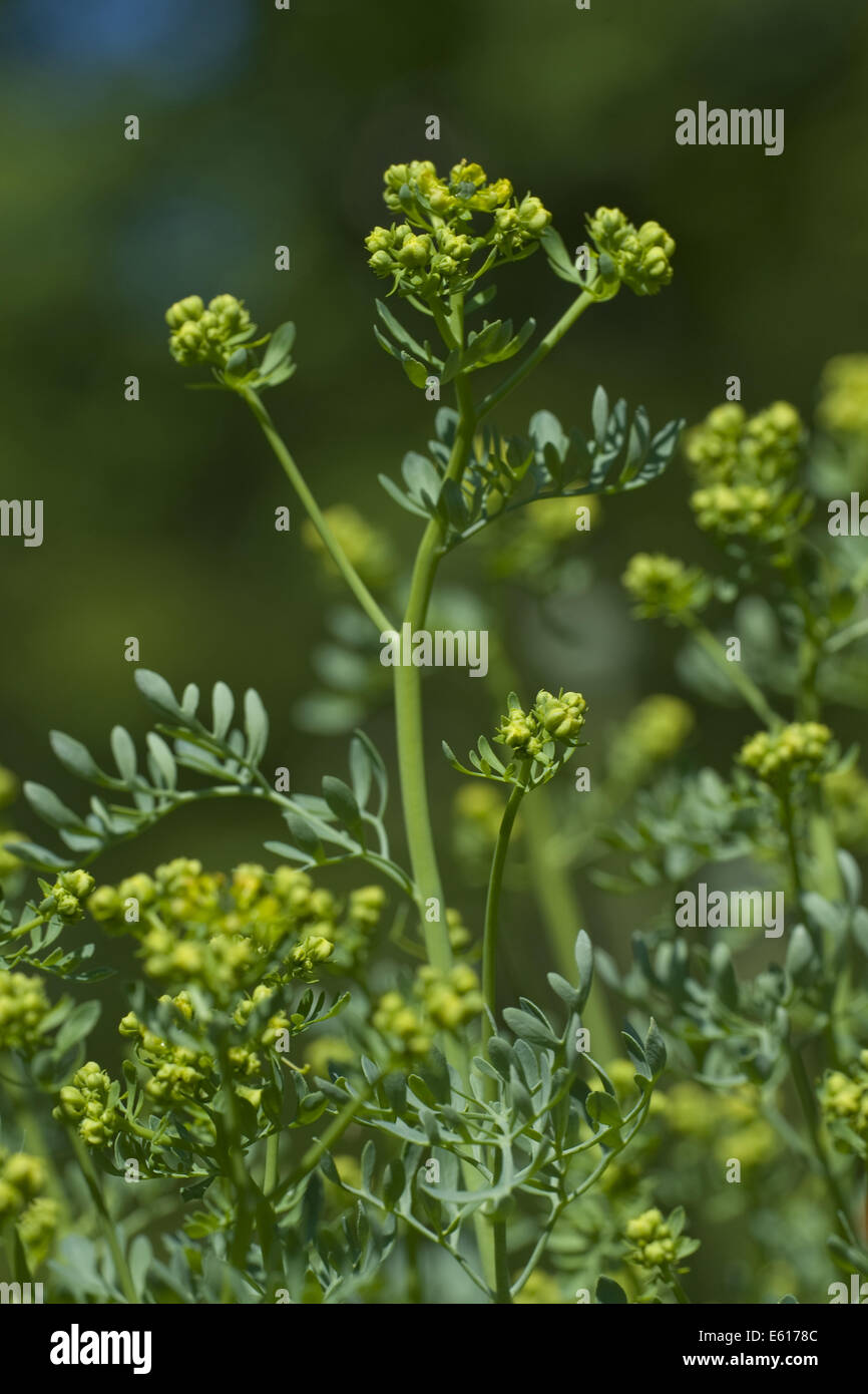 common rue, ruta graveolens Stock Photo - Alamy