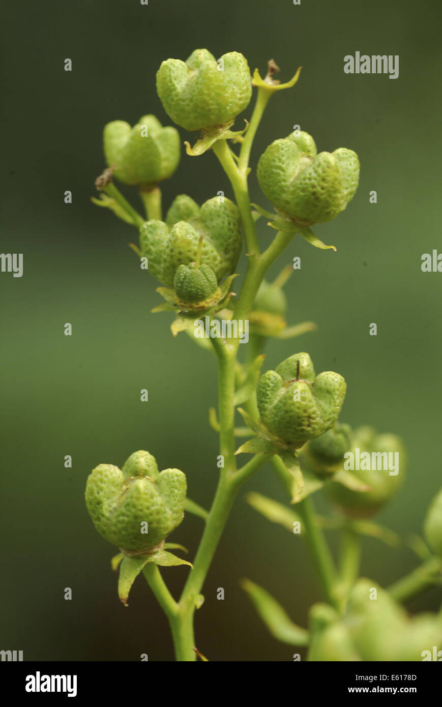 common rue, ruta graveolens Stock Photo - Alamy