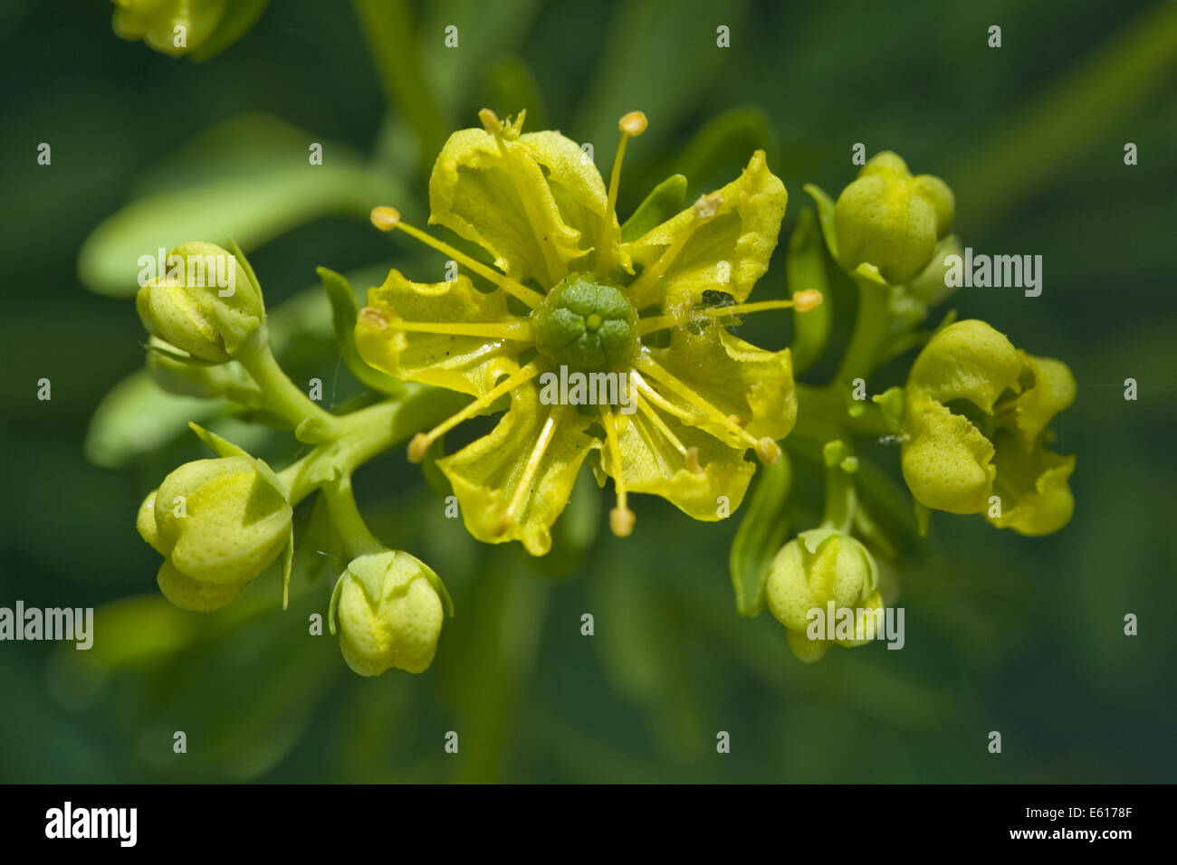 common rue, ruta graveolens Stock Photo - Alamy