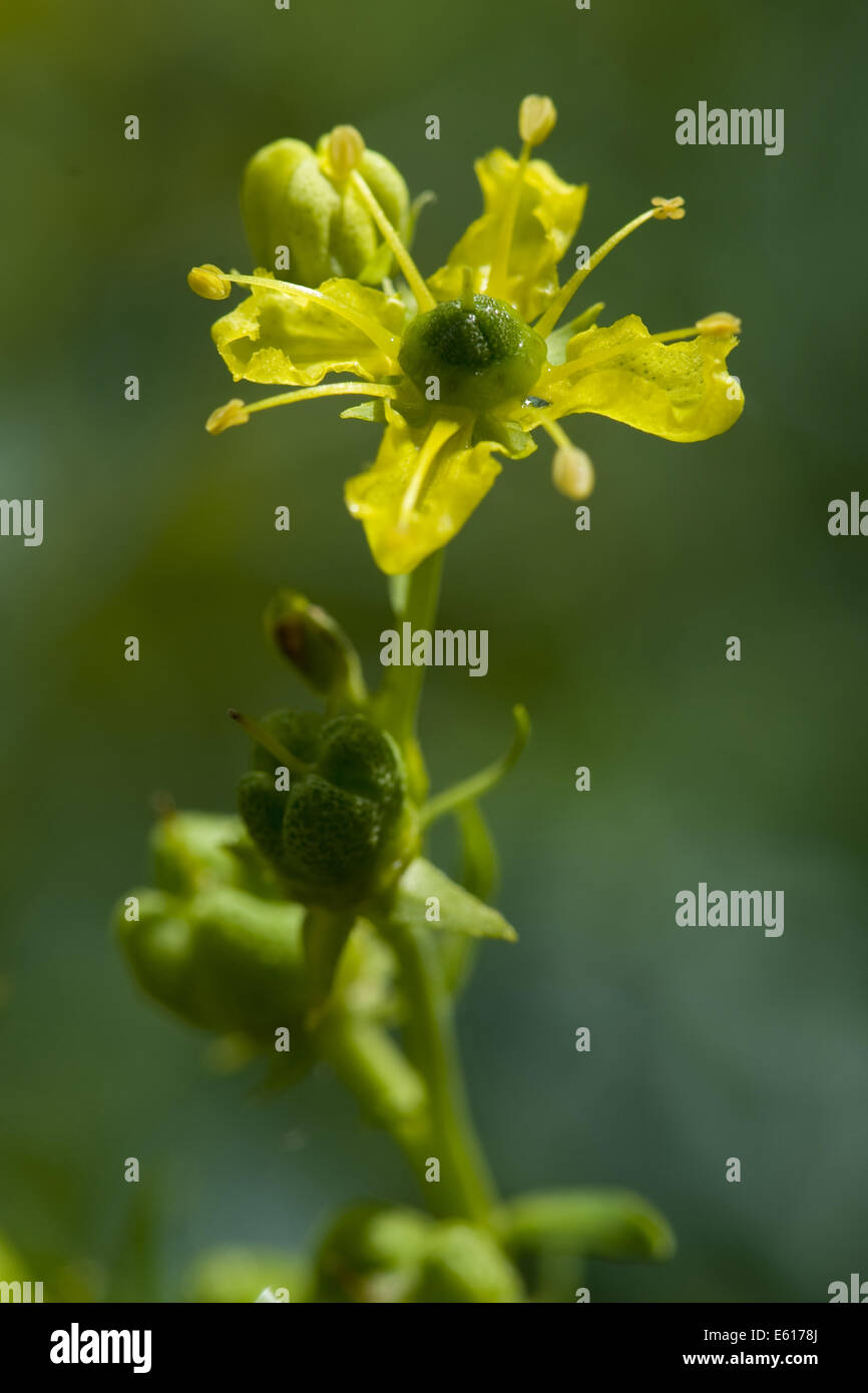 Flower shrub shrubs shrubs shrubs rutaceae hi-res stock photography and ...