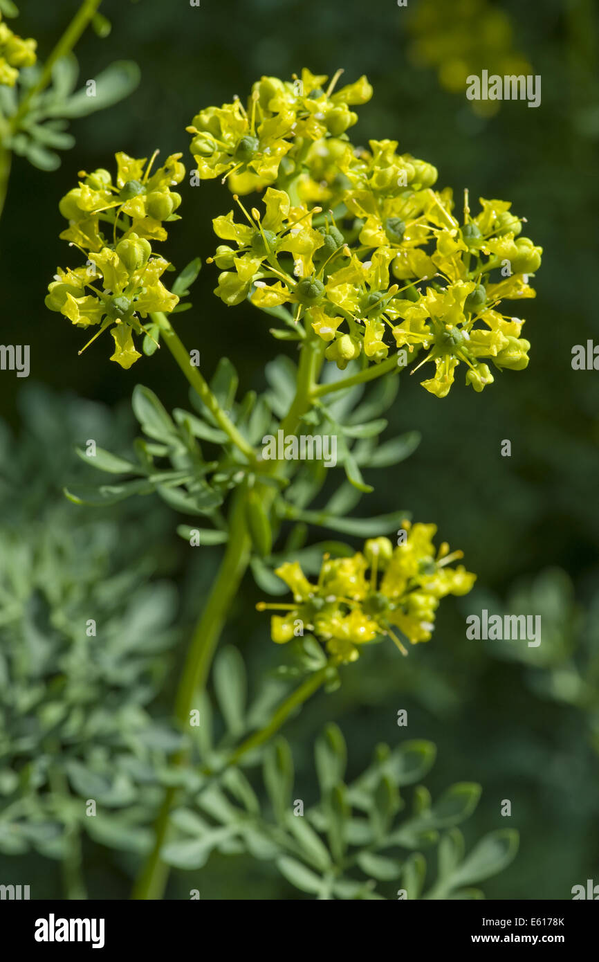 common rue, ruta graveolens Stock Photo - Alamy