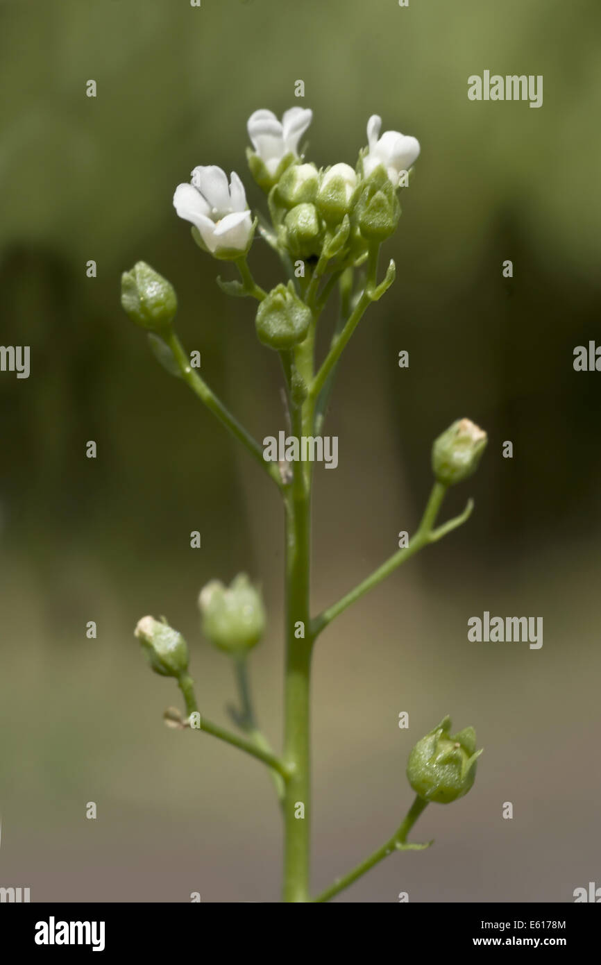 seaside brookweed, samolus valerandi Stock Photo - Alamy